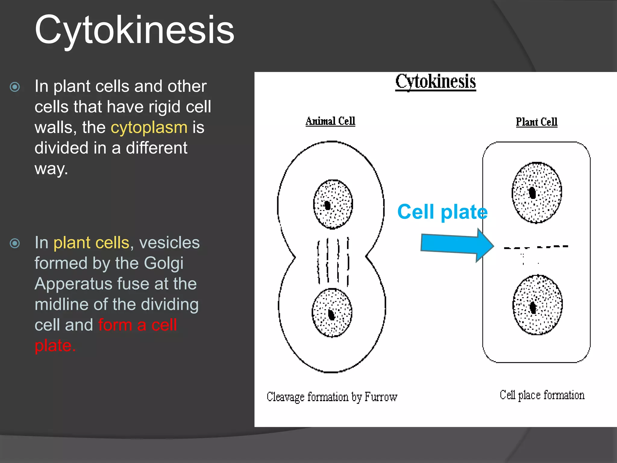 Mitosis and cytokinesis | PPTX