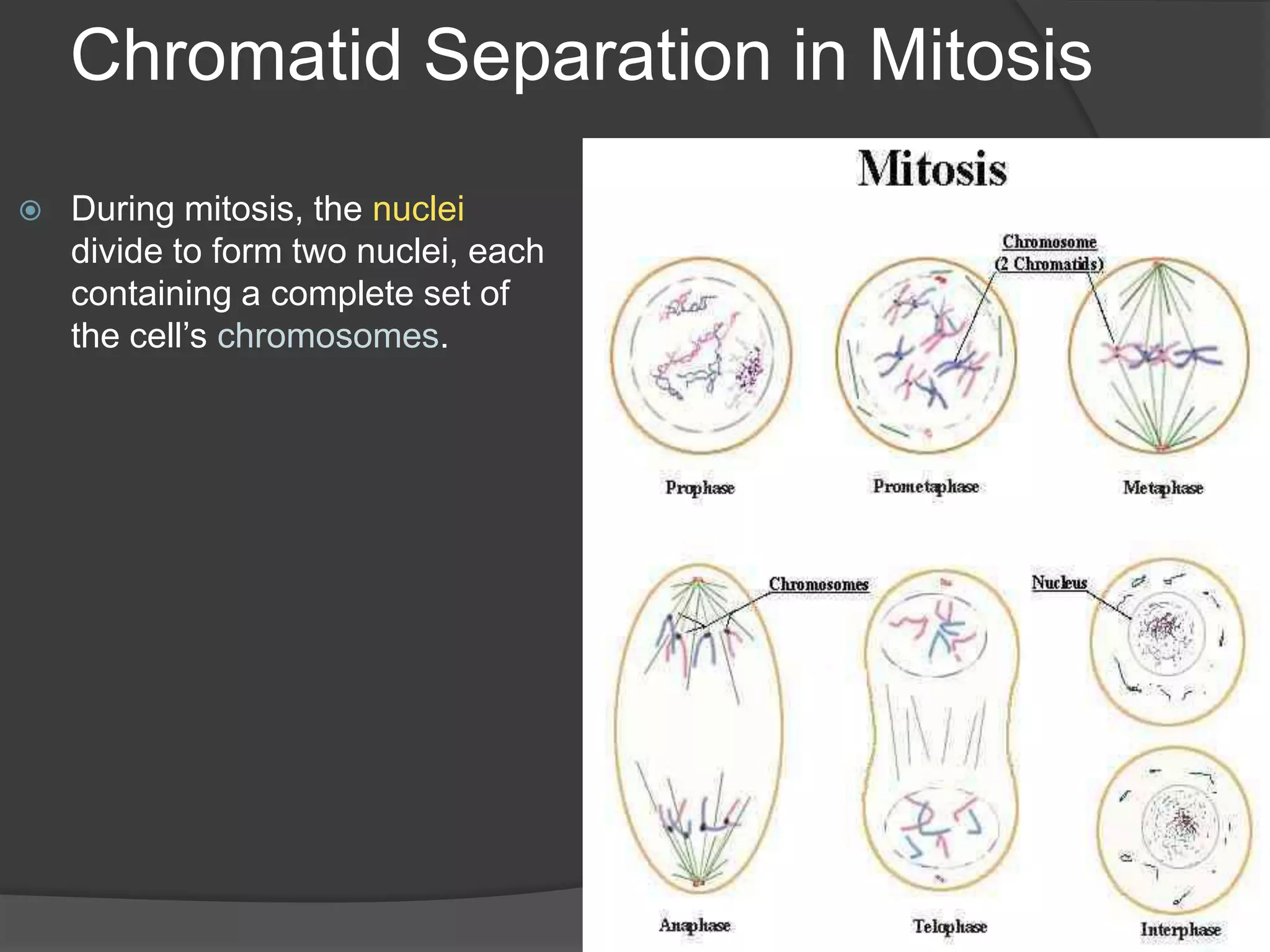 Mitosis and cytokinesis | PPTX