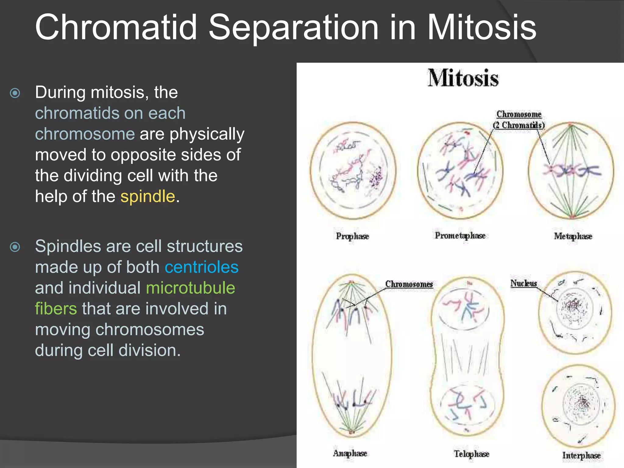Mitosis and cytokinesis | PPTX