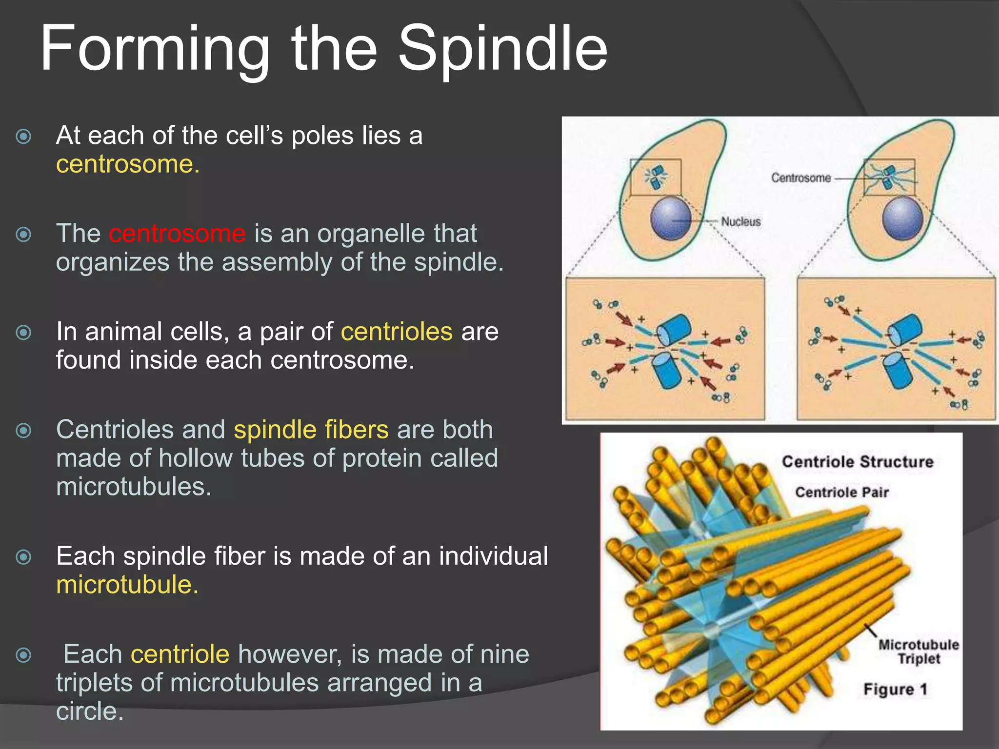 Mitosis and cytokinesis | PPTX