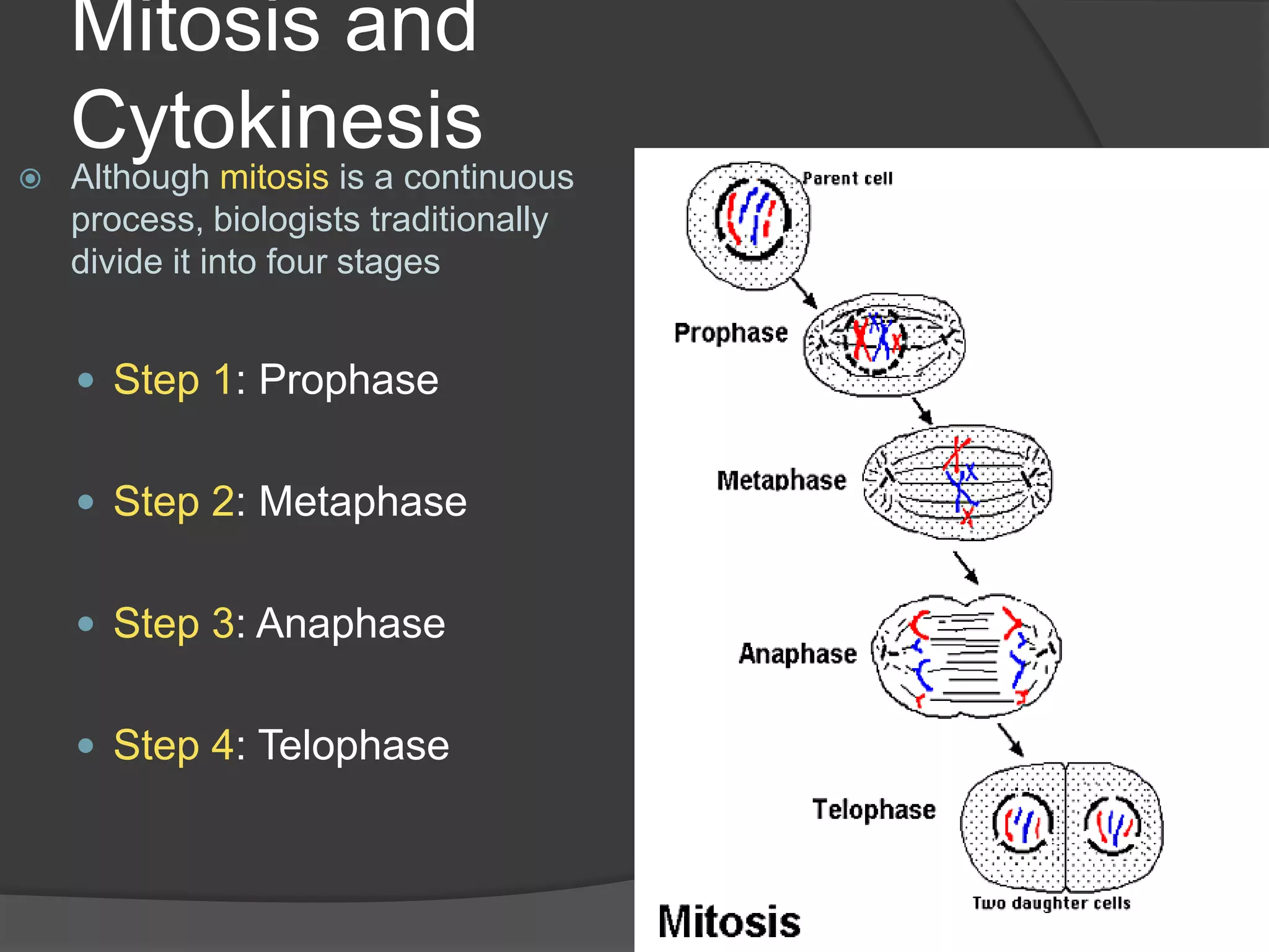 Mitosis and cytokinesis | PPTX