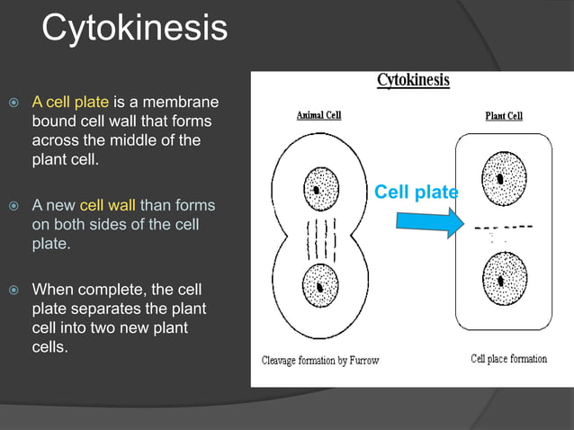 Mitosis and cytokinesis | PPTX