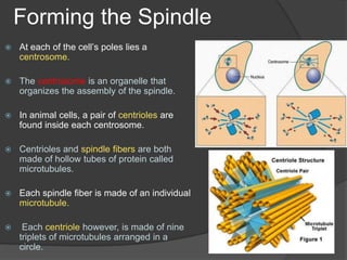 Mitosis and cytokinesis | PPTX