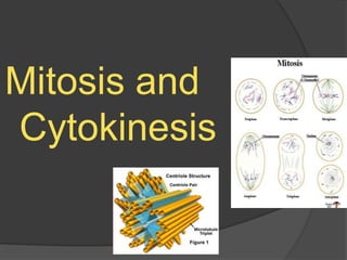 Cytokinesis Drawing