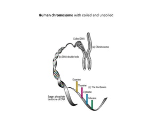 Mitosis And Meiosis | PDF