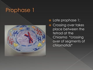 Mitosis and meiosis | PPTX