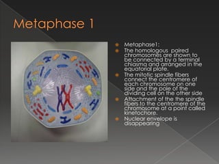 Mitosis and meiosis | PPTX