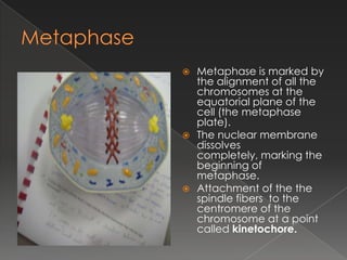 Mitosis and meiosis | PPTX