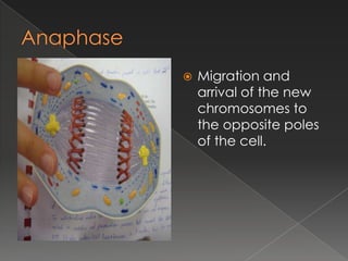 Mitosis and meiosis | PPTX
