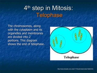 Mitosis and meiosis | PPT