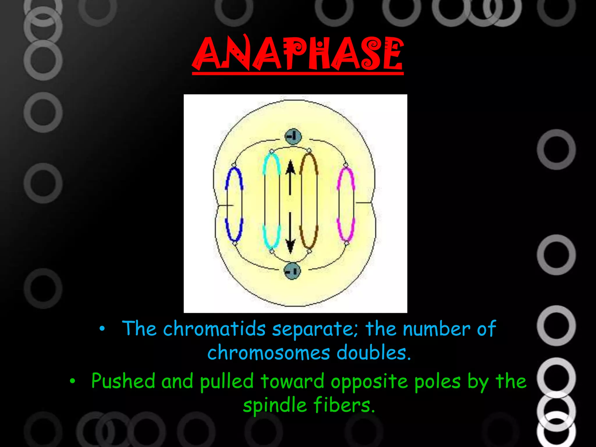 Mitosis and meiosis | PPTX
