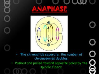Mitosis and meiosis | PPTX