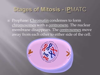 Mitosis and meiosis | PPT