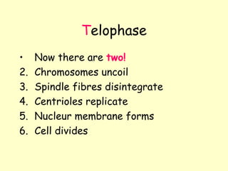 Mitosis and meiosis | PPT