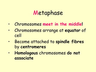Mitosis and meiosis | PPT