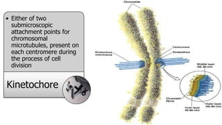 Mitosis and meiosis | PPTX
