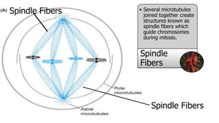 Mitosis and meiosis | PPTX