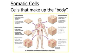 Mitosis and meiosis | PPTX