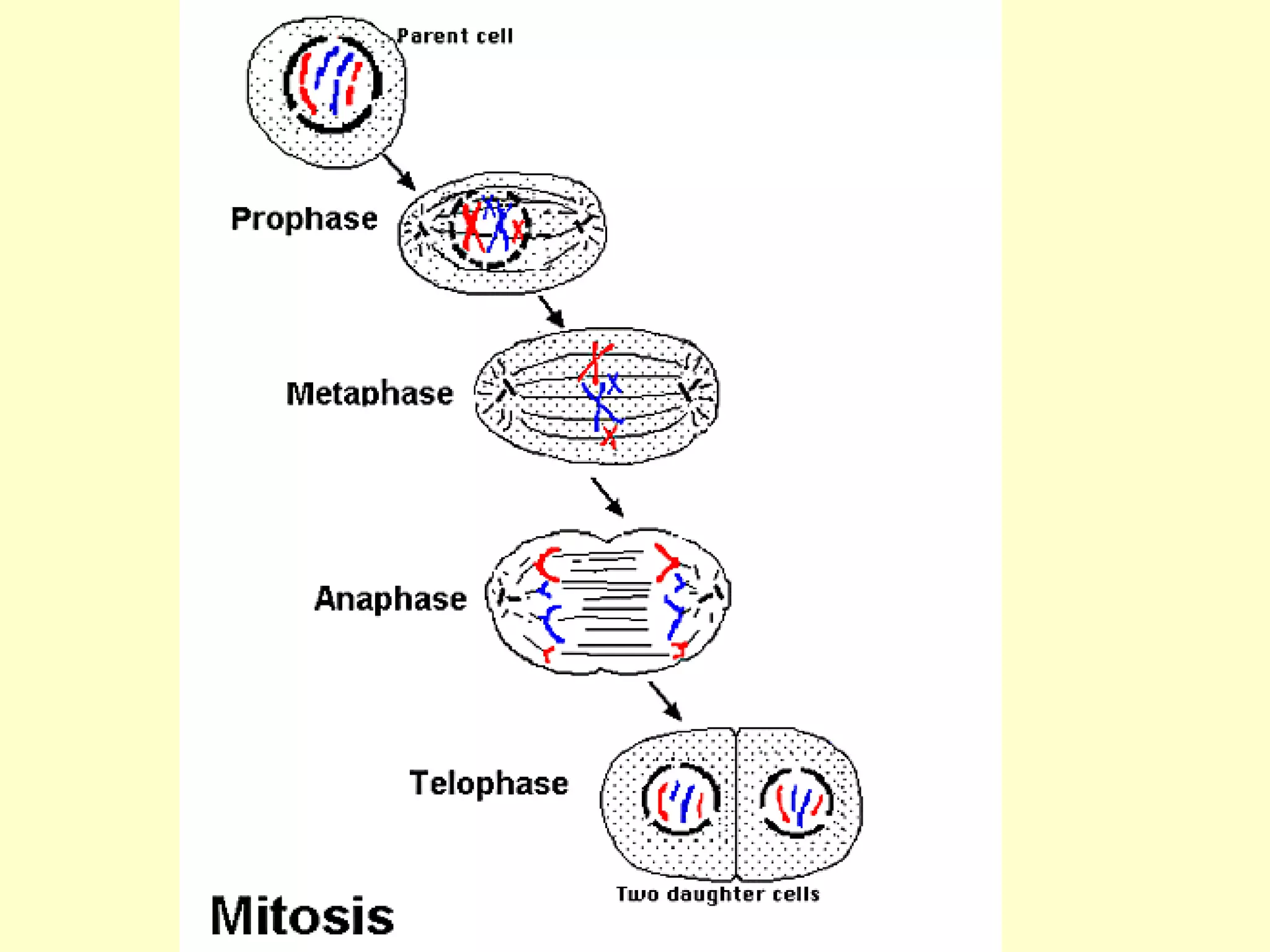 Mitosis and meiosis | PPT