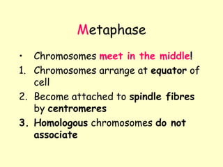 Mitosis and meiosis | PPT