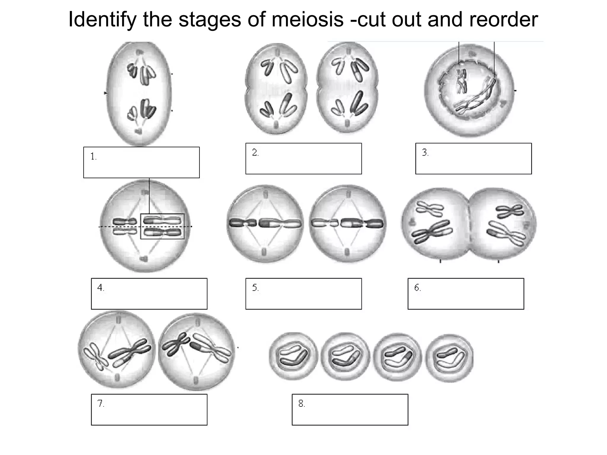 Mitosis And Meiosis Ppt