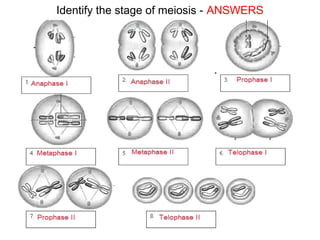 Mitosis and meiosis | PPT