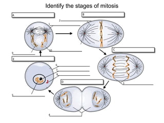 Meiosis Phases Worksheet