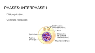 Mitosis and meiosis | PPT