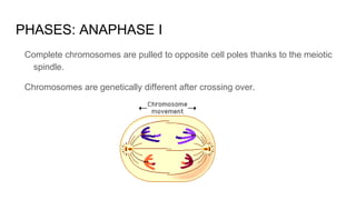 Mitosis and meiosis | PPTX