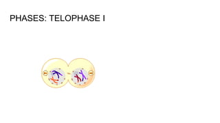Mitosis and meiosis | PPT