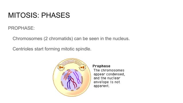 Mitosis and meiosis | PPT