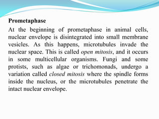 Mitosis and meiosis | PDF
