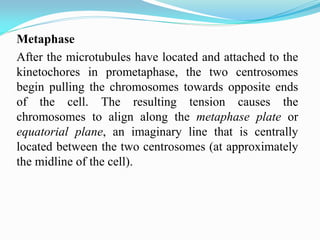 Mitosis and meiosis | PDF