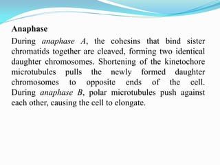Mitosis and meiosis | PDF