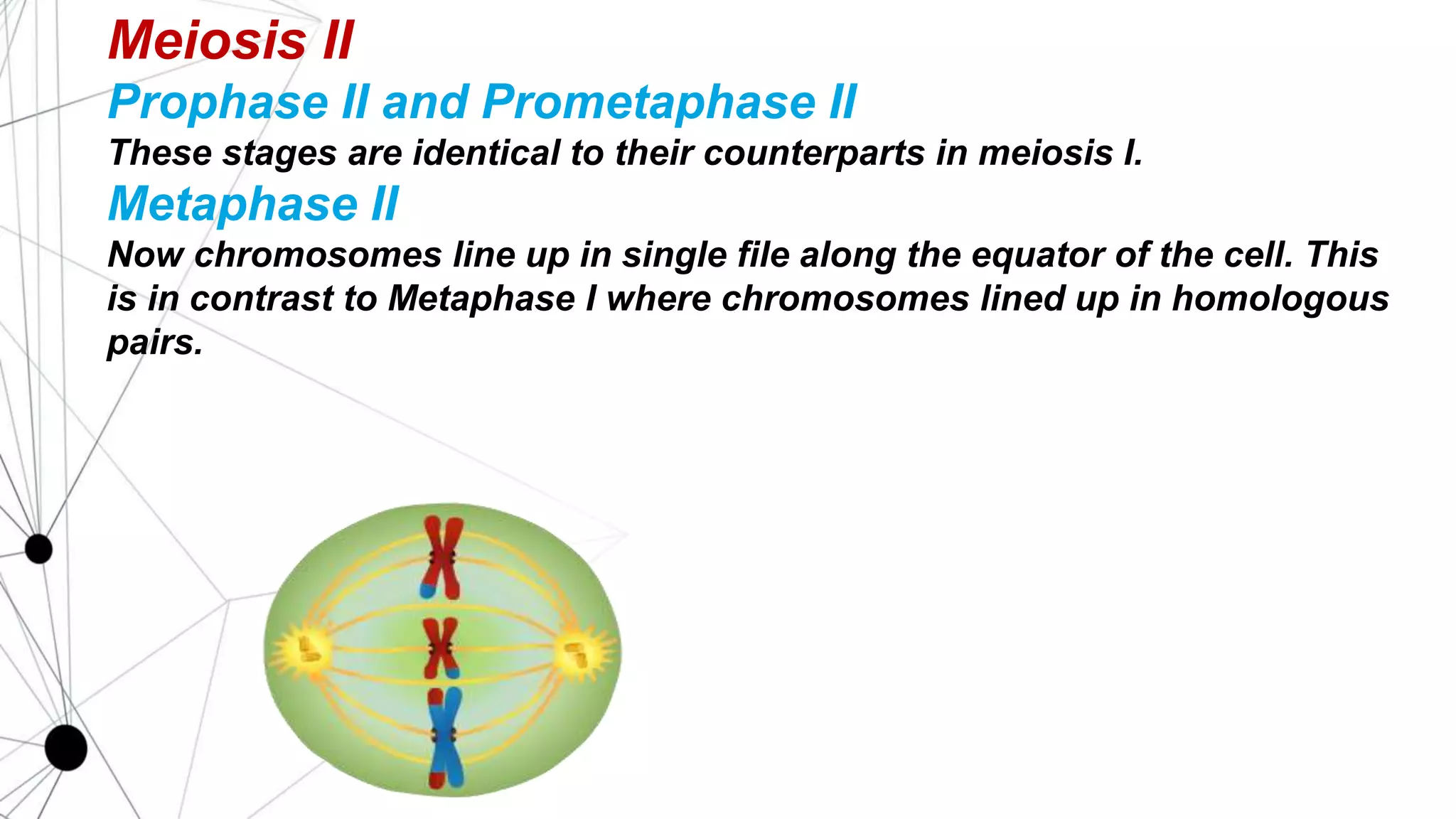 Mitosis and meiosis | PPTX | Biological Sciences | Science