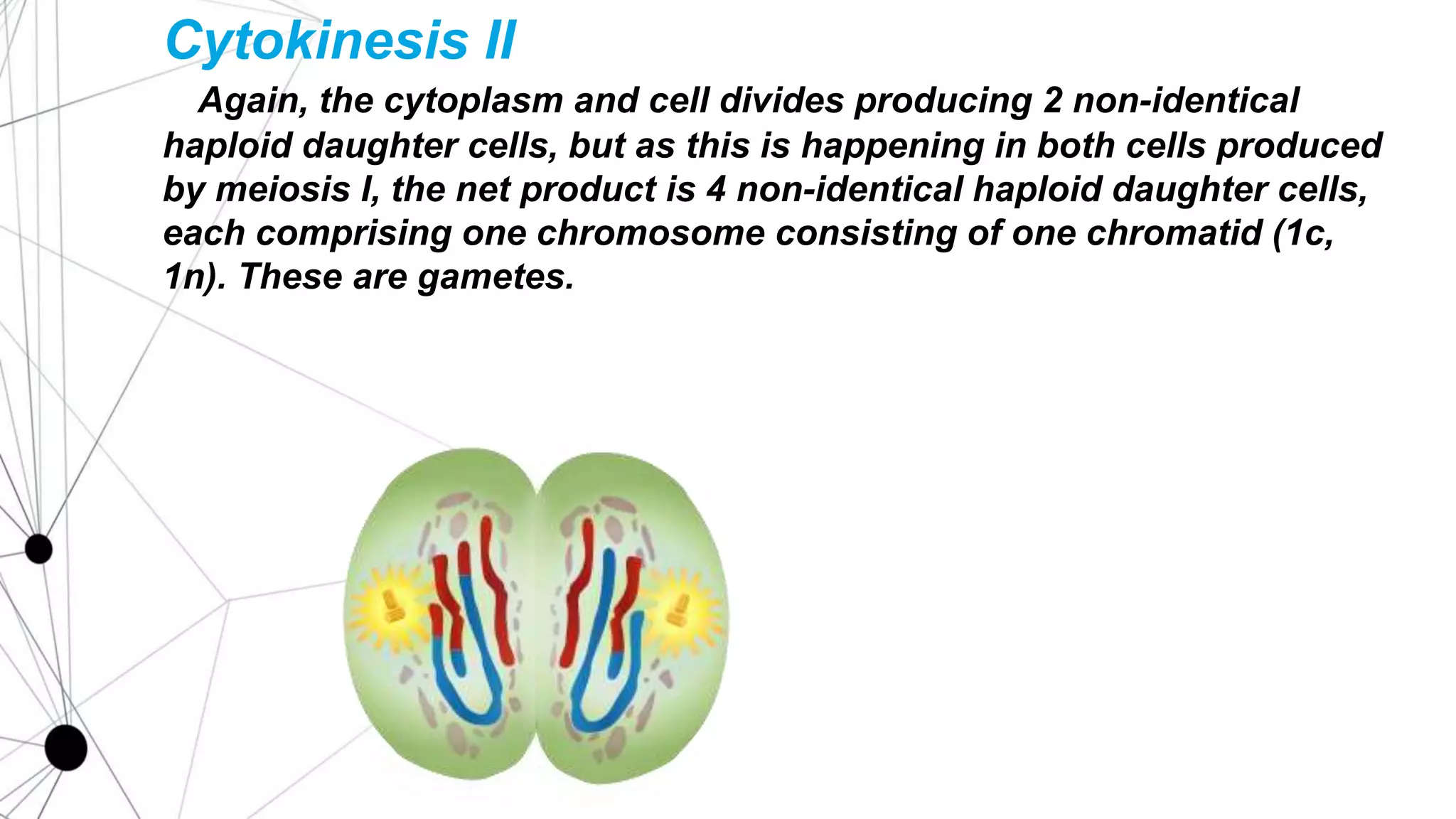 Mitosis and meiosis | PPTX | Biological Sciences | Science