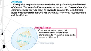 Mitosis and meiosis | PPTX