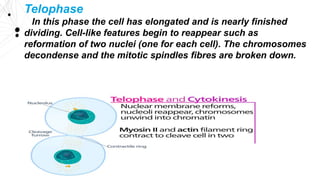 Mitosis and meiosis | PPTX | Biological Sciences | Science