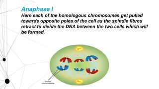 Mitosis and meiosis | PPTX