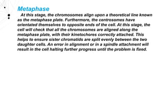 Mitosis and meiosis | PPTX