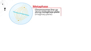 Mitosis and meiosis | PPTX