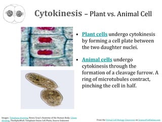 mitosis and meiosis.pptx