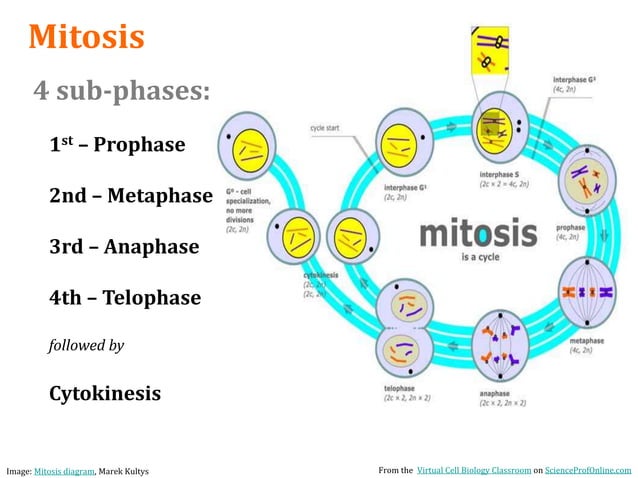 mitosis and meiosis.pptx