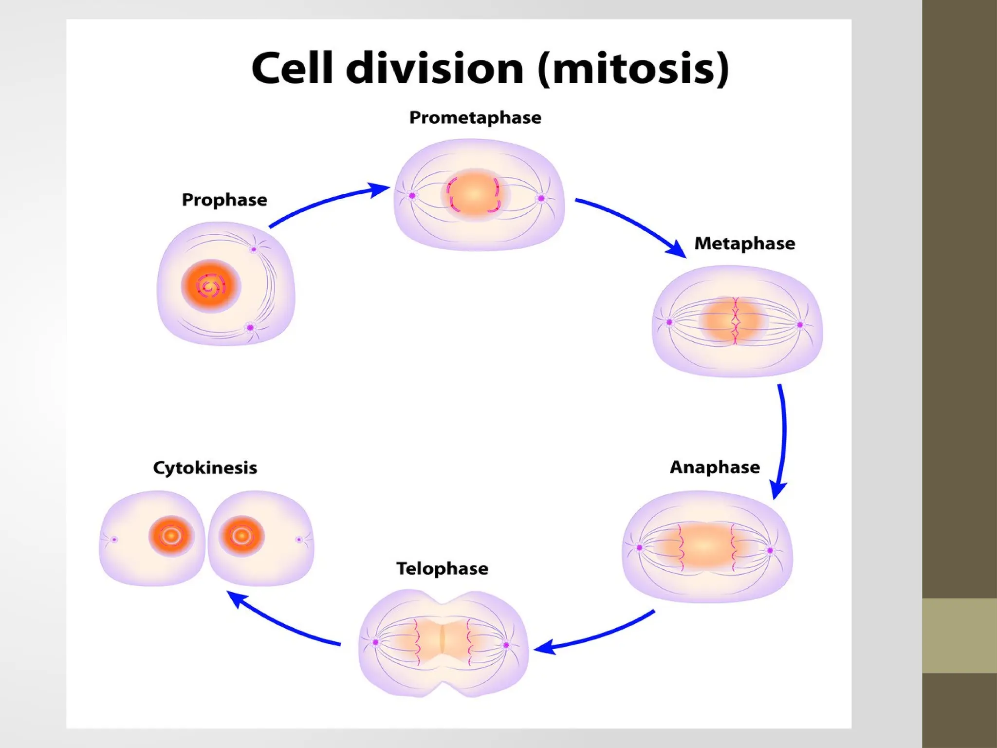 Mitosis and Meiosis: Understanding Cell Division | PPT