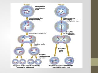 Mitosis and Meiosis: Understanding Cell Division | PPTX