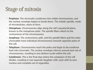 Mitosis and Meiosis: Understanding Cell Division | PPT