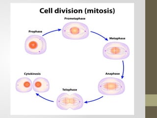 Mitosis and Meiosis: Understanding Cell Division | PPTX