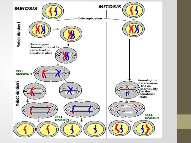 Mitosis and Meiosis: Understanding Cell Division | PPT