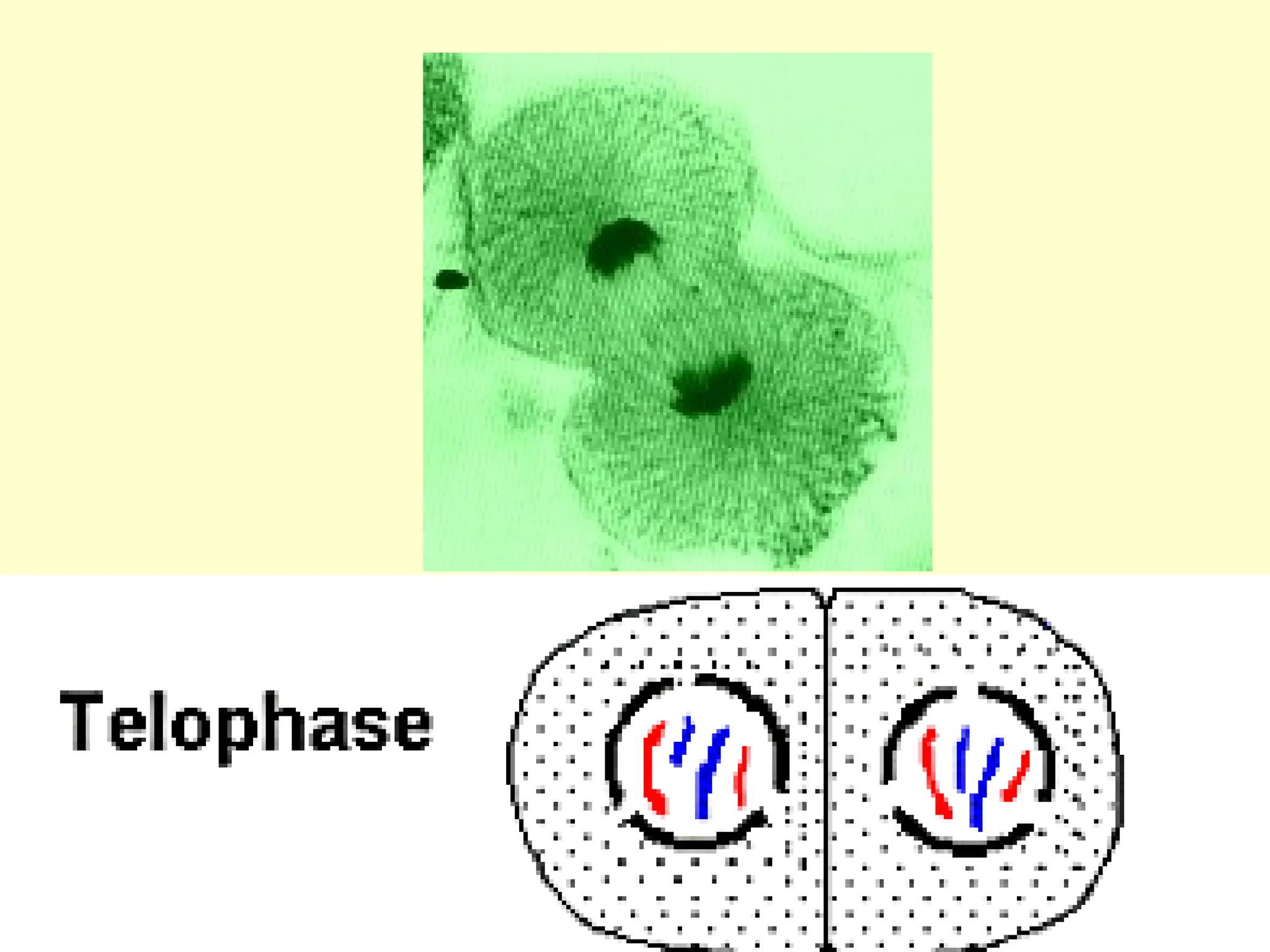Mitosis and Meiosis for Grade 7 Science 7 | PPT