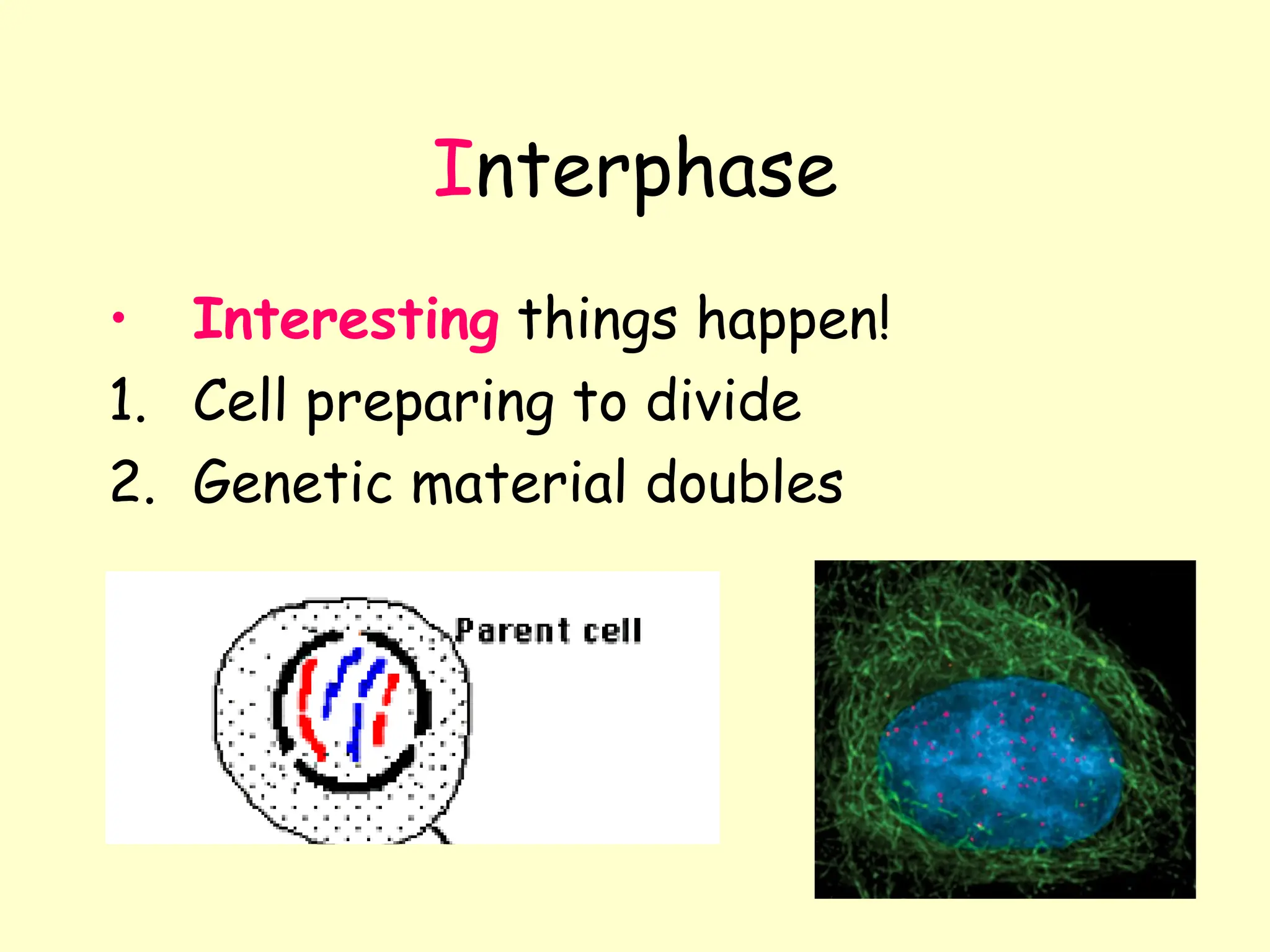 Mitosis and Meiosis for Grade 7 Science 7 | PPT